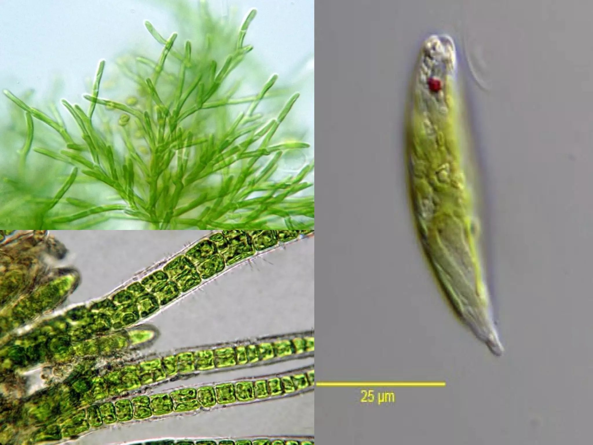 Lanac ishrane i trofička piramida | PPT