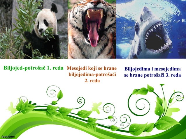 Lanac ishrane i trofička piramida | PPT