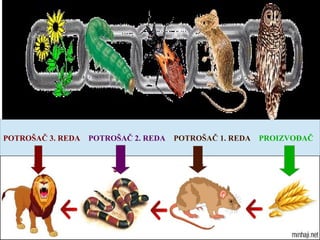 Lanac ishrane i trofička piramida | PPT