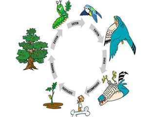 Lanac ishrane i trofička piramida | PPT
