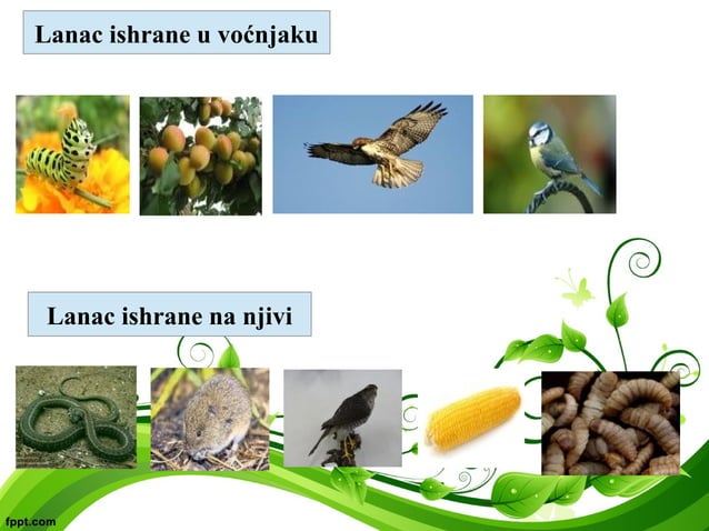Lanac ishrane i trofička piramida | PPT