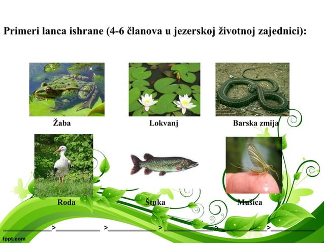 Lanac ishrane i trofička piramida | PPT