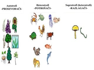 Lanac ishrane i trofička piramida | PPT