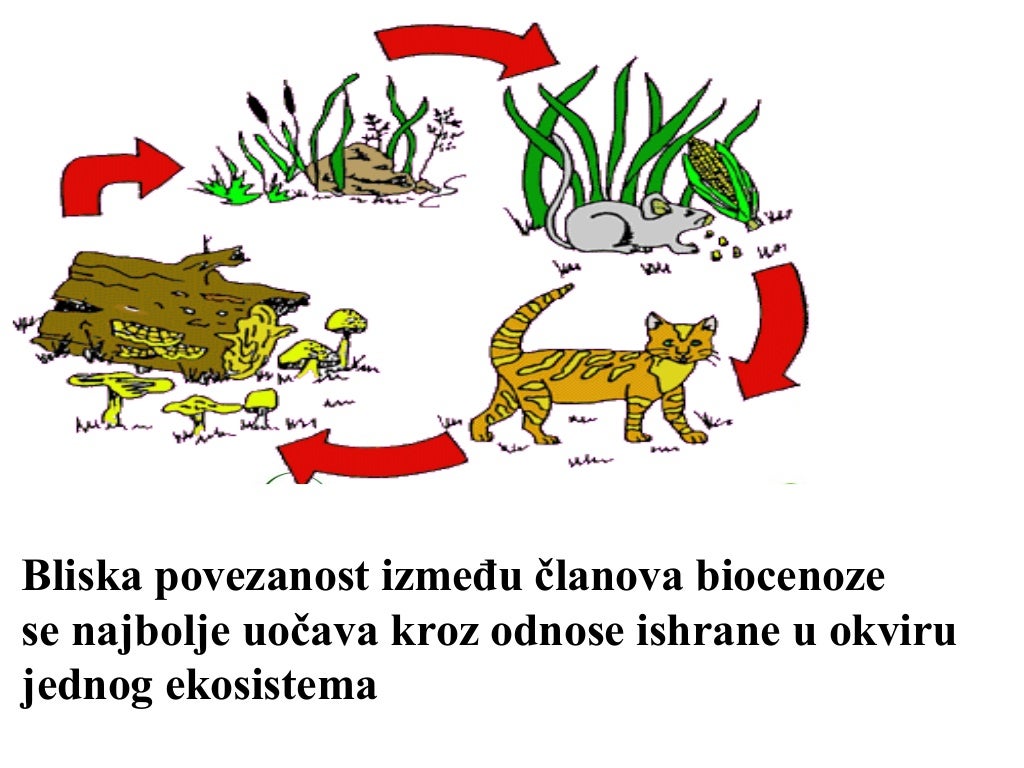 Lanac ishrane i trofička piramida