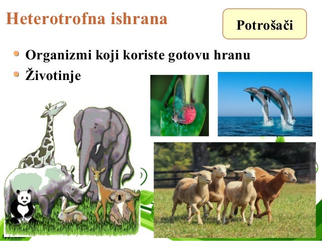 Lanac Ishrane I Trofička Piramida