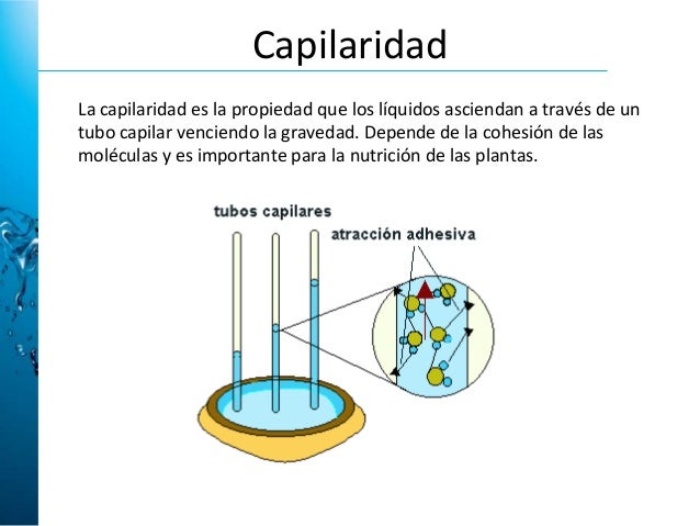 Porque Es Importante La Capilaridad Del Agua - Descargar Manual