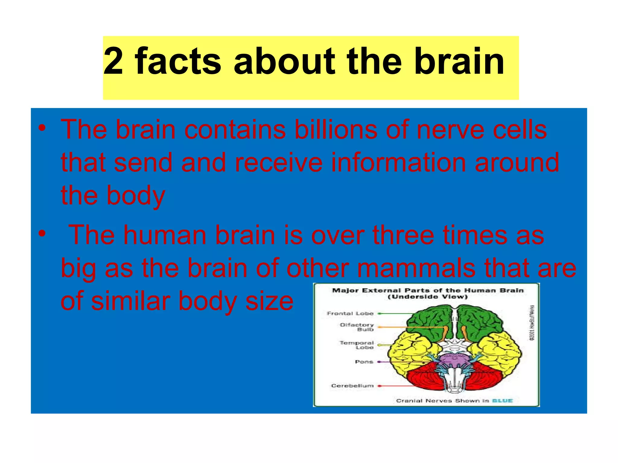 Lance brain finished | PPT