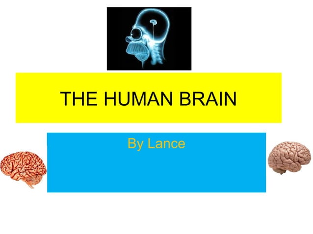Lance brain finished | PPT