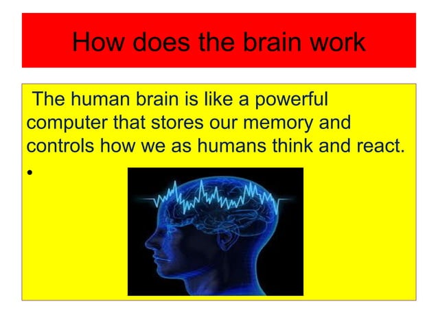 Lance brain finished | PPT