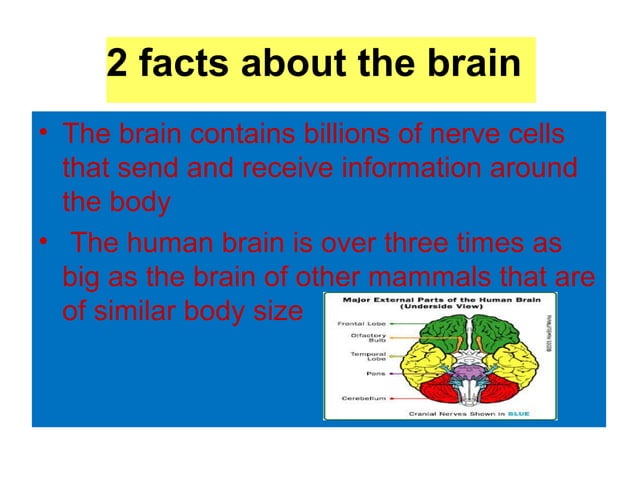 Lance brain finished | PPT