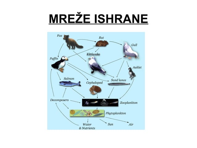 Lanci ishrane | PPT