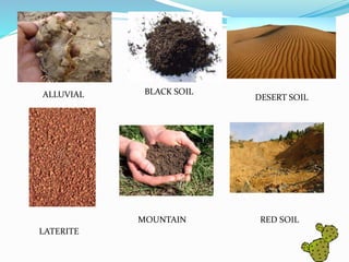 Mountain Soil