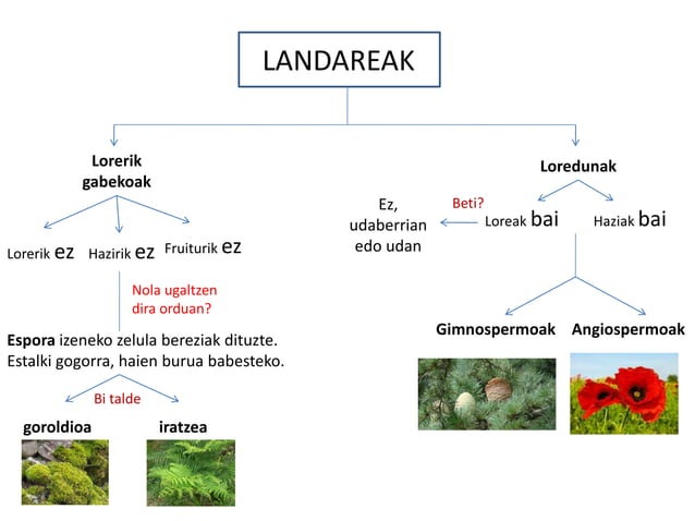 Landareak Photosynthesis Pptx