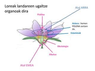 Landareak-photosynthesis | PPTX