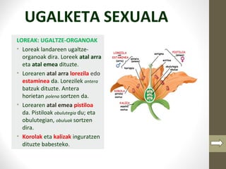 Landareen erreinua | PPT