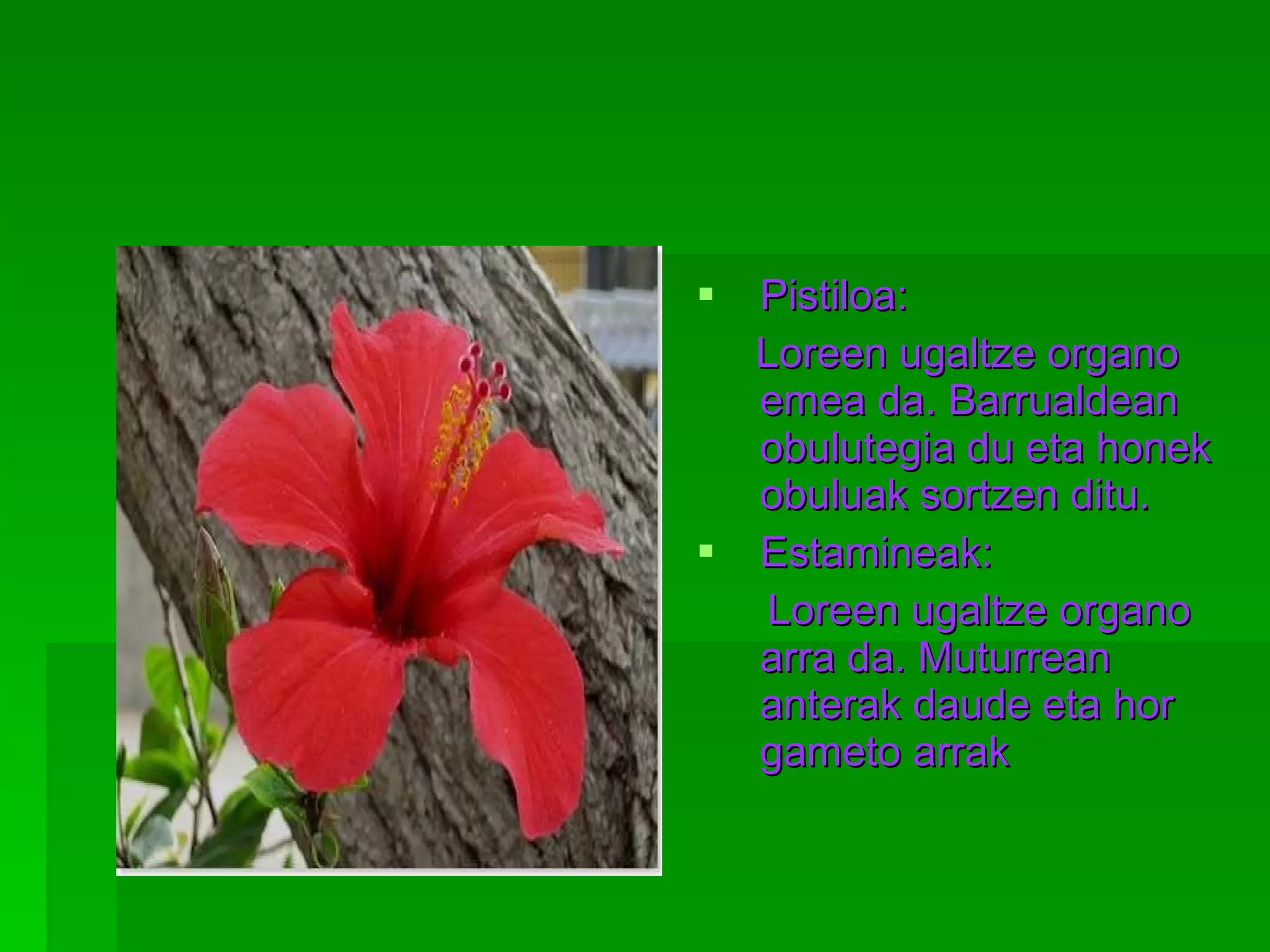 Landareen ugaltze sexuala | PPT
