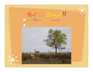 Land Form | PDF