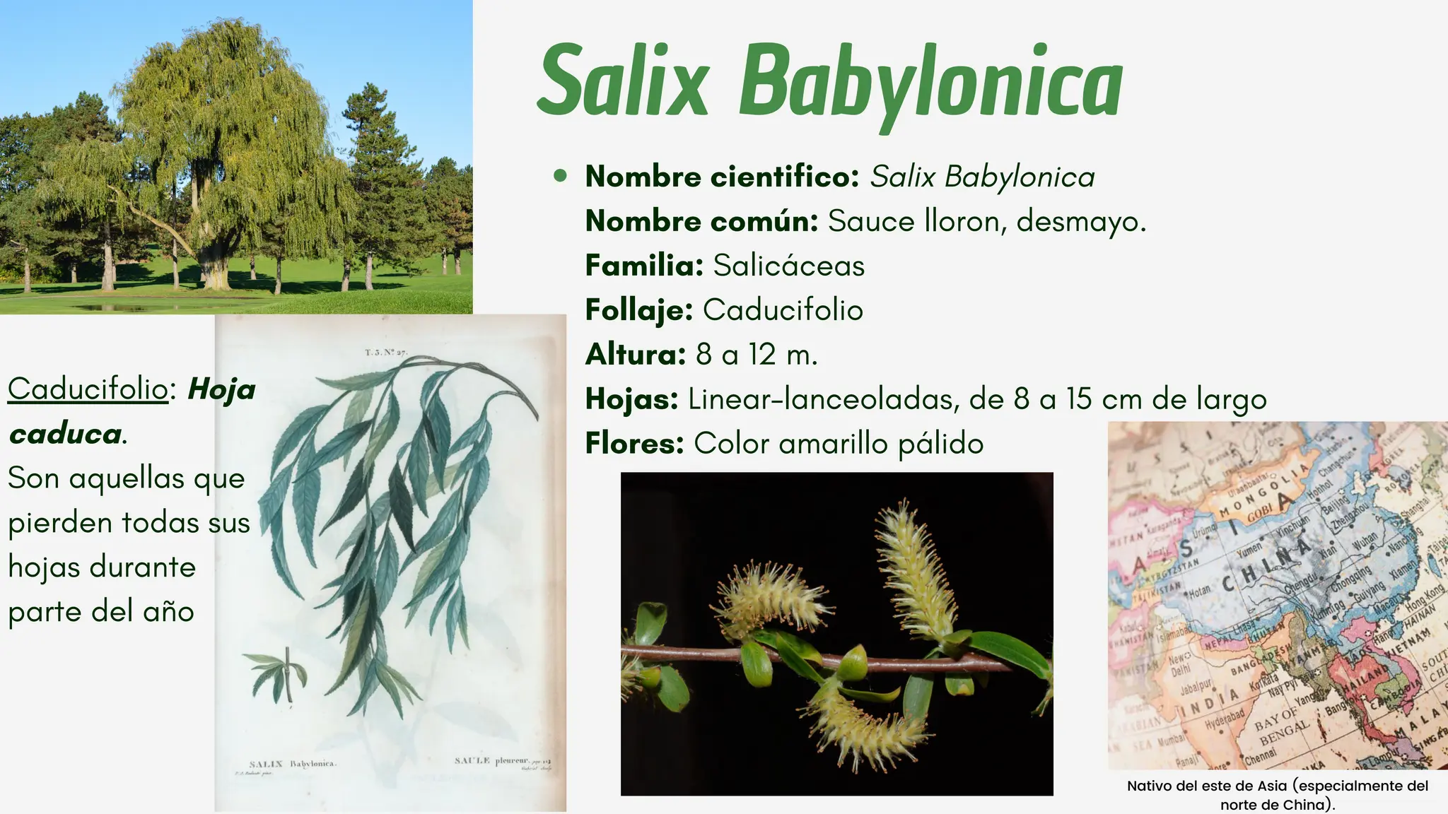 Patogenos que atacan al Salix babilonica o sauce lloron | PDF