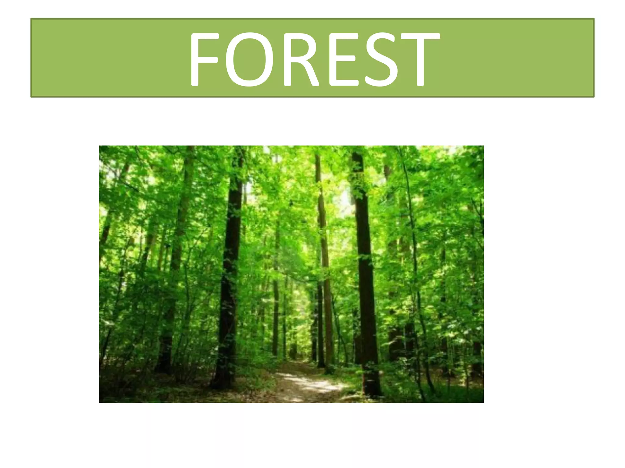 Landforms for Third Grade | PPTX