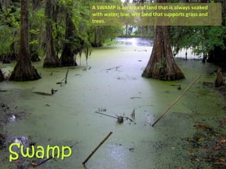 Swamp Landform