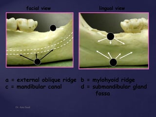 anatomical Landmarks | PPTX