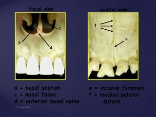 Lingual Foramen And Genial Tubercle