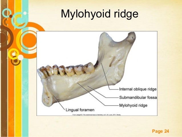Landmarks of mandible