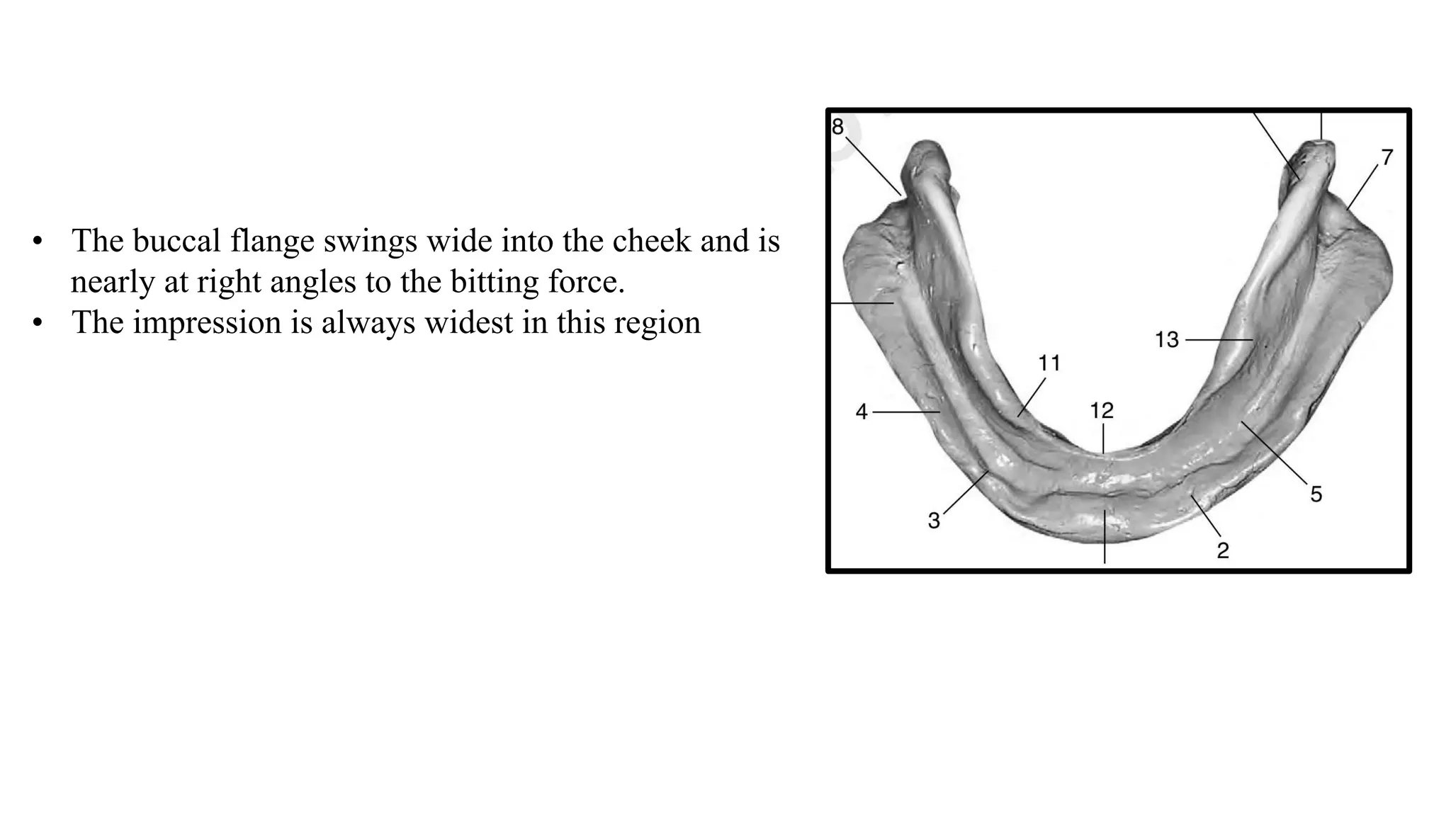 Landmarks of mandible | PPTX