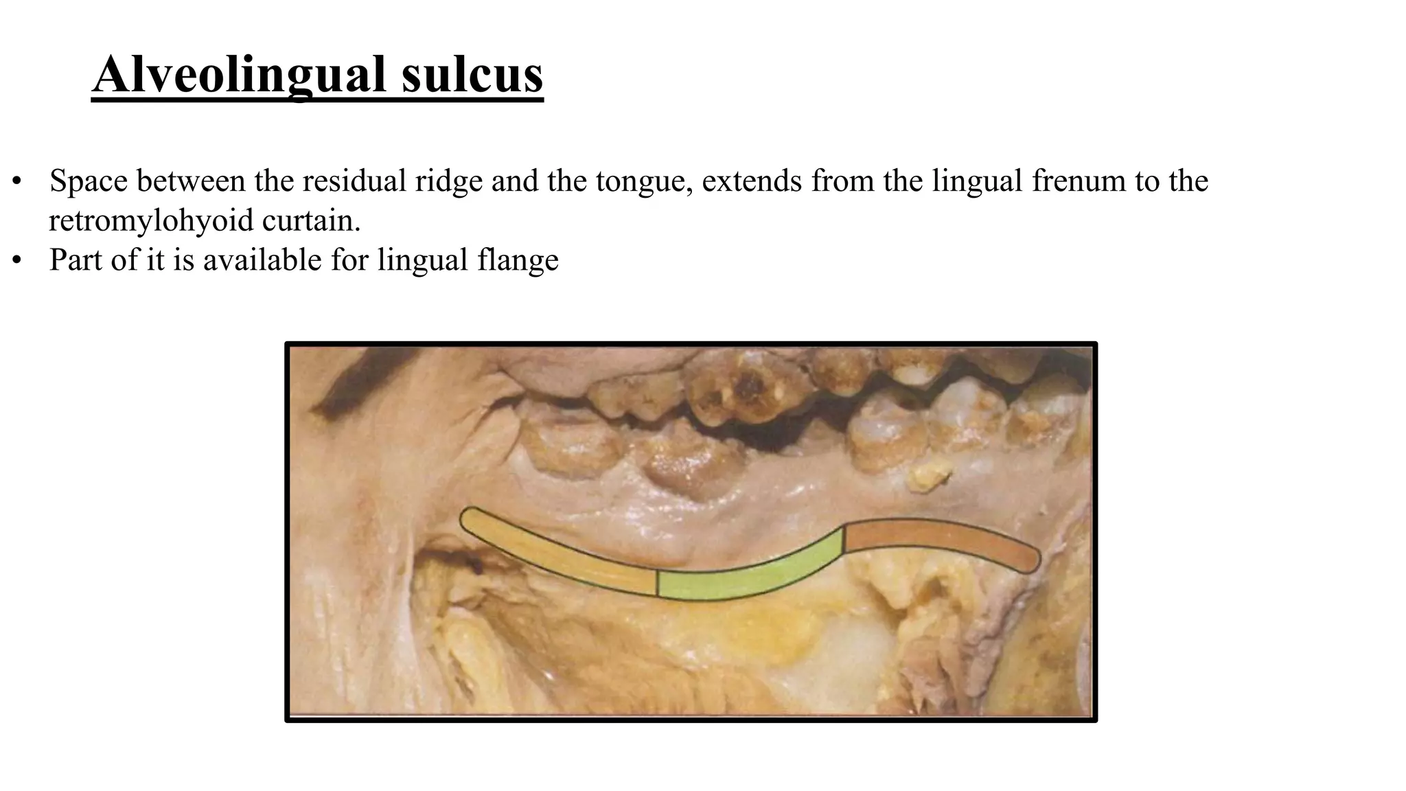 Landmarks of mandible | PPTX