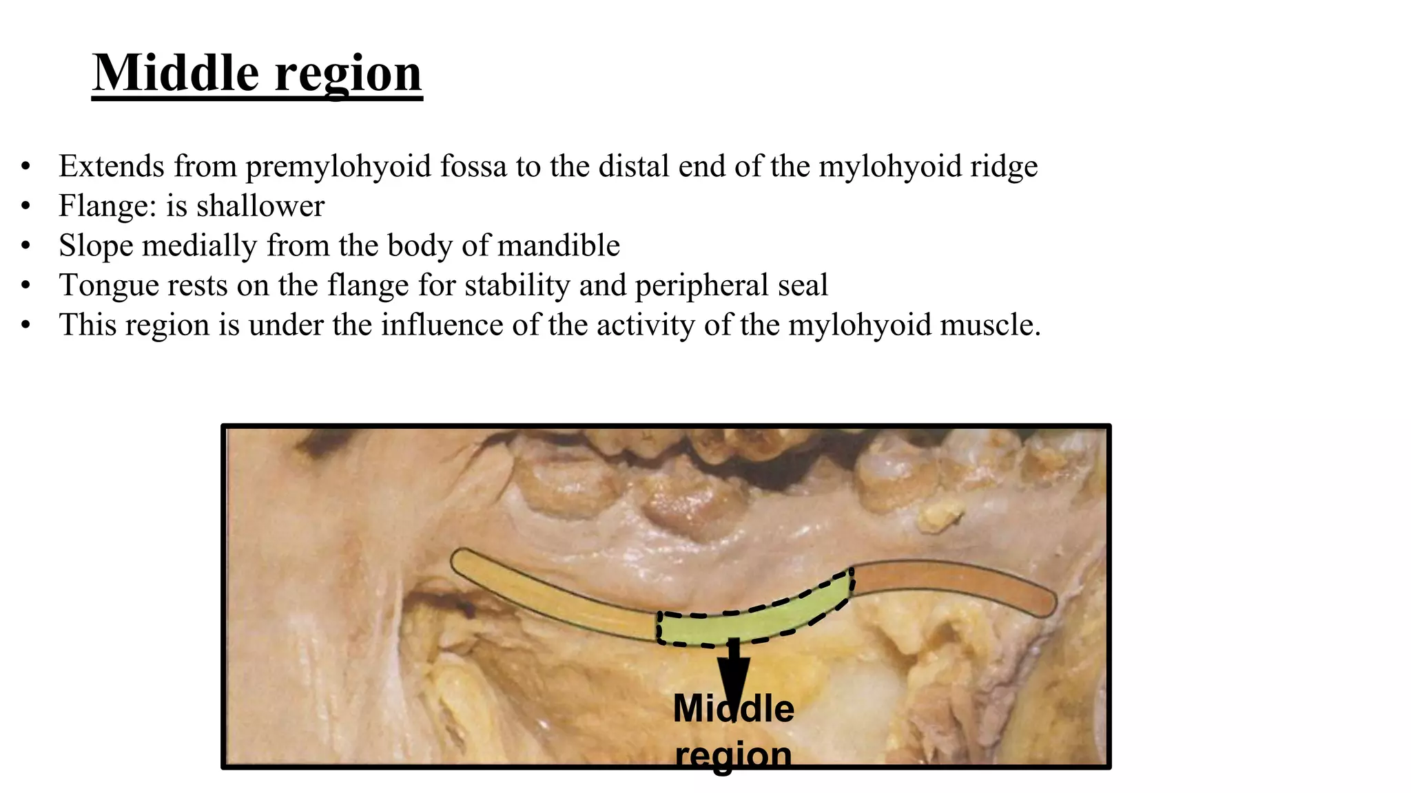 Landmarks of mandible | PPTX
