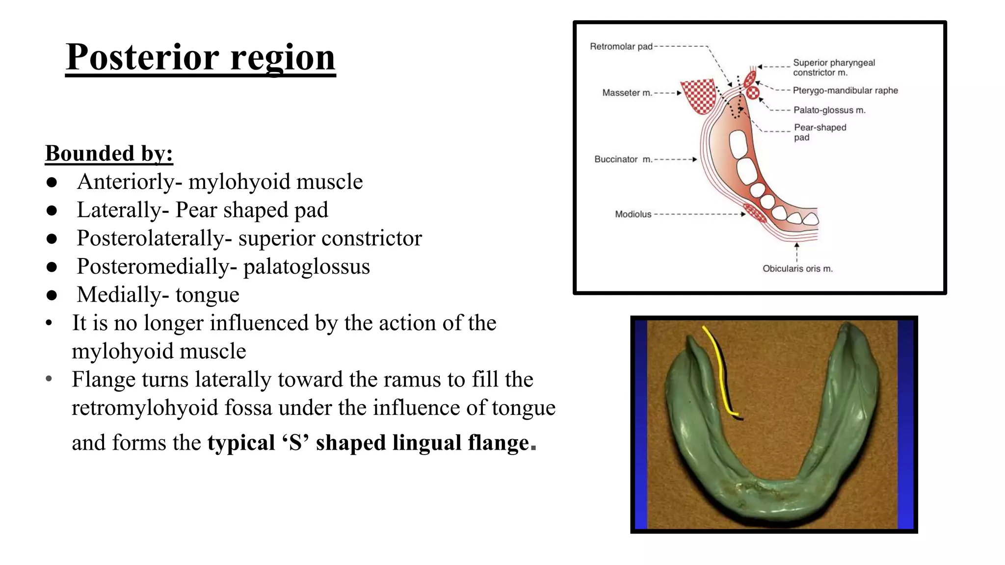 Landmarks of mandible | PPTX