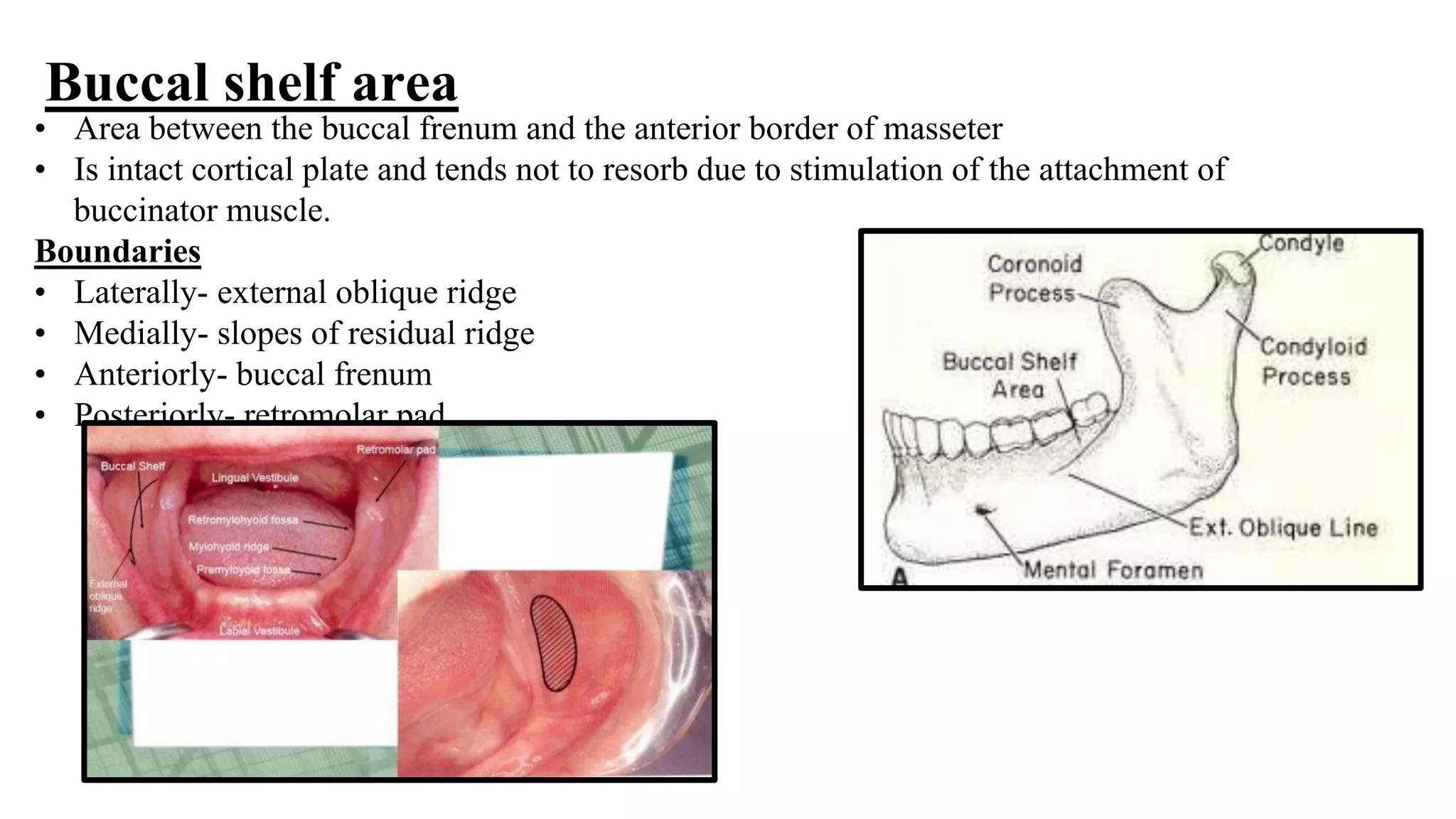 Landmarks of mandible | PPTX
