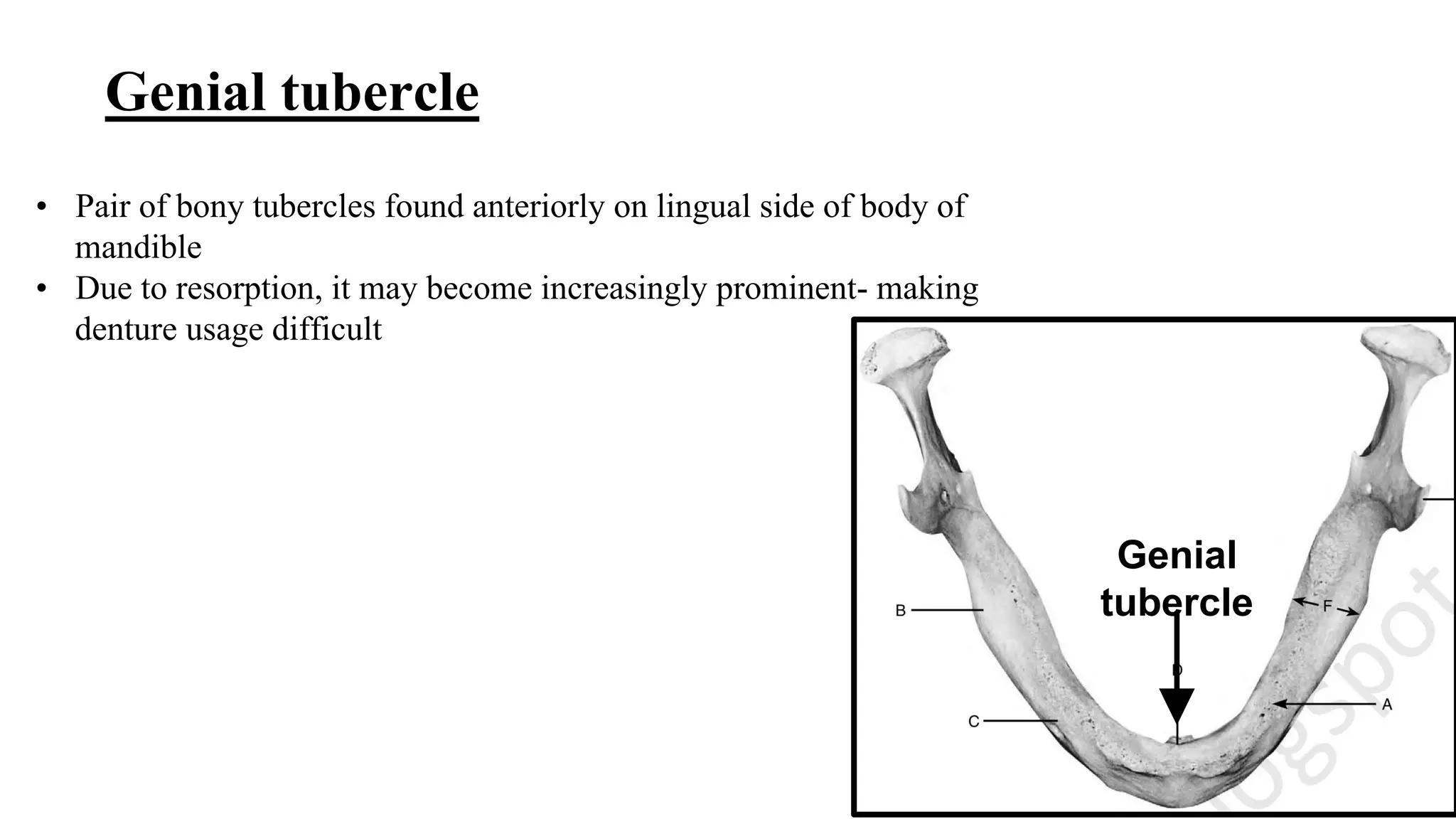 Landmarks of mandible | PPTX