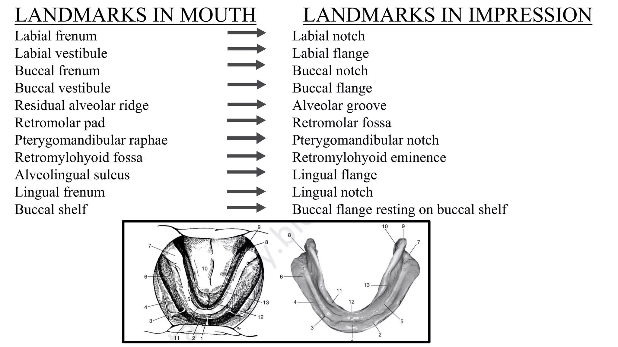 Landmarks of mandible | PPTX