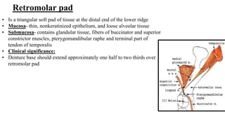 Landmarks of mandible | PPTX