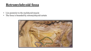 Landmarks of mandible | PPTX