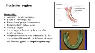 Landmarks of mandible | PPTX