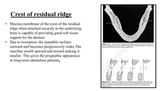 Landmarks of mandible | PPTX