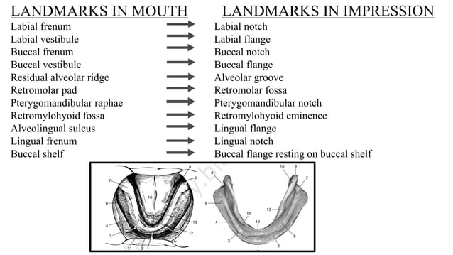 Landmarks of mandible | PPTX