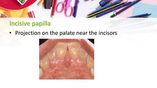 Landmarks of maxilla | PPTX