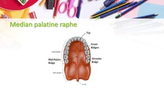 Landmarks Of Maxilla Pptx