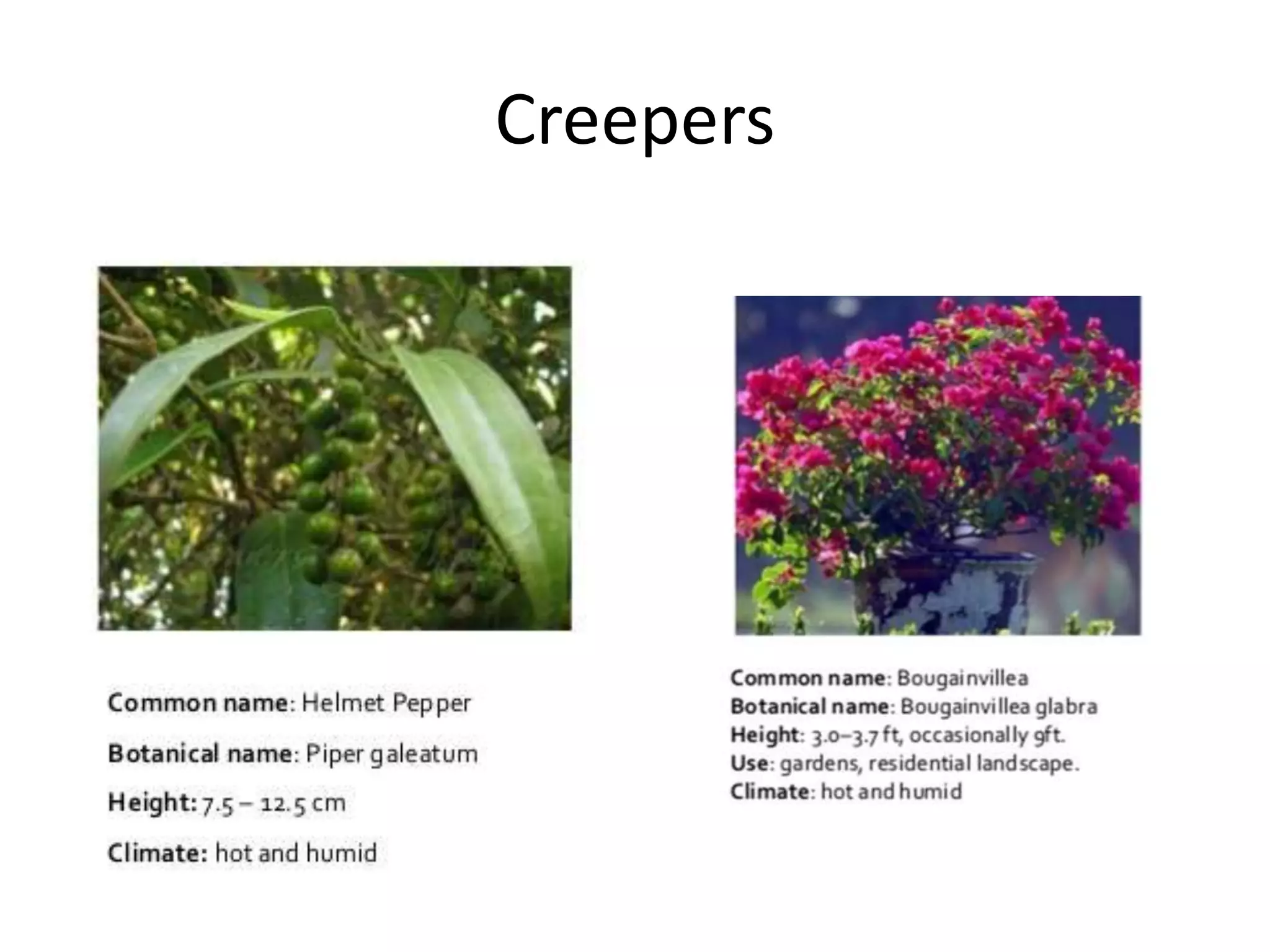 Land scape and its types | PPTX