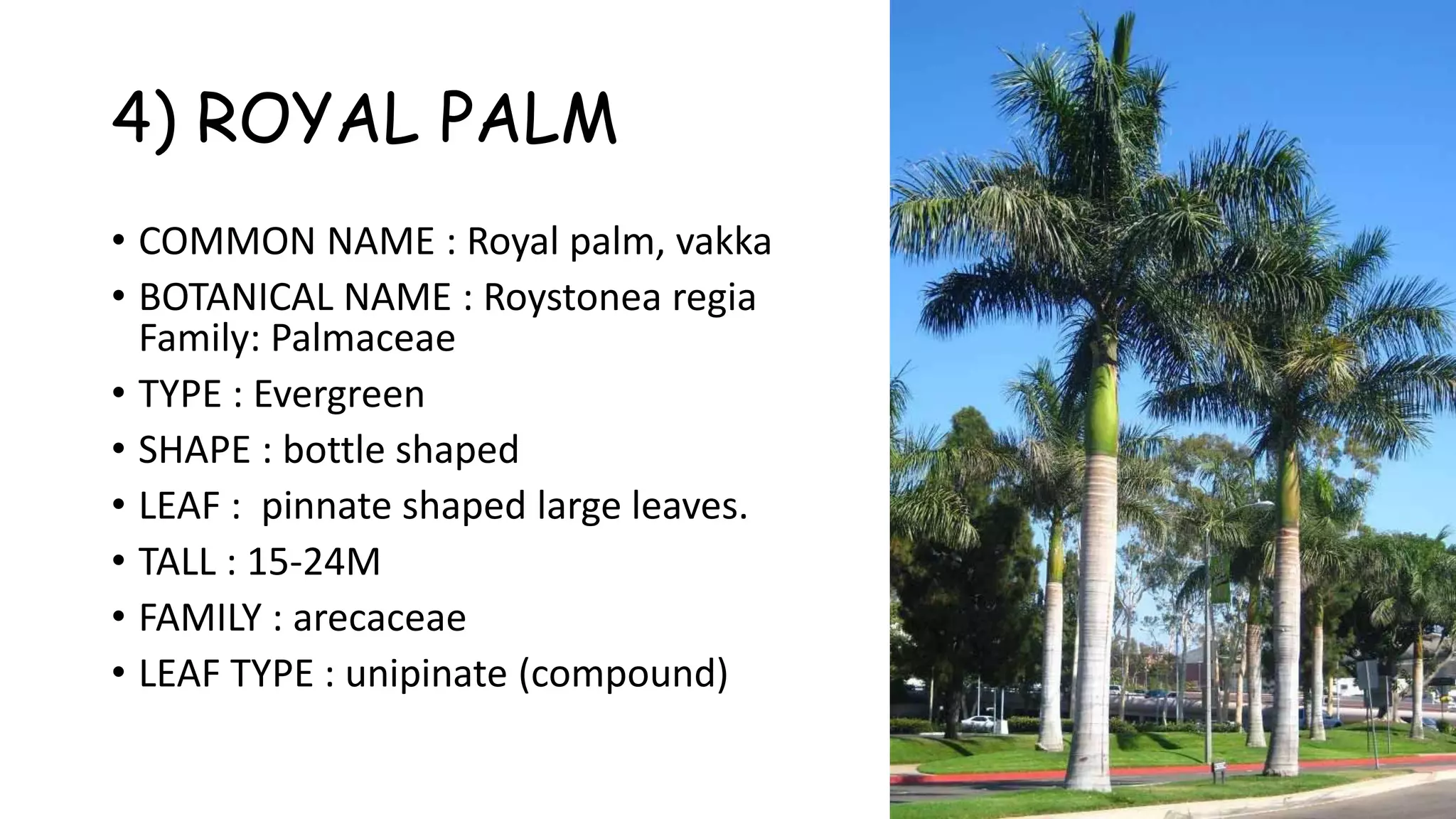 LANDSCAPE INTRODUCTION OF TREES, SHURBS,CLIMBERS AND CREEPS IN INDIA.pptx