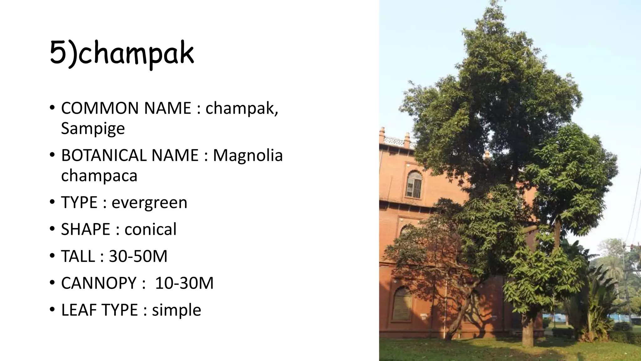 LANDSCAPE INTRODUCTION OF TREES, SHURBS,CLIMBERS AND CREEPS IN INDIA.pptx