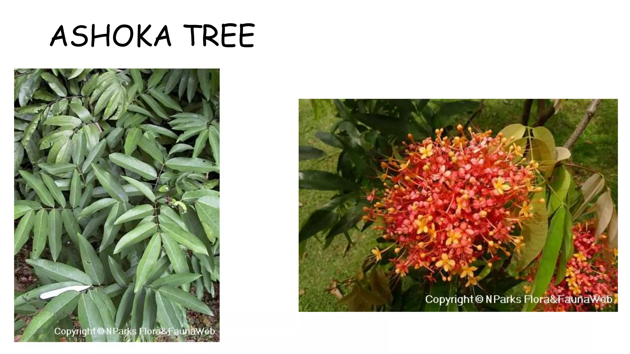 LANDSCAPE INTRODUCTION OF TREES, SHURBS,CLIMBERS AND CREEPS IN INDIA.pptx