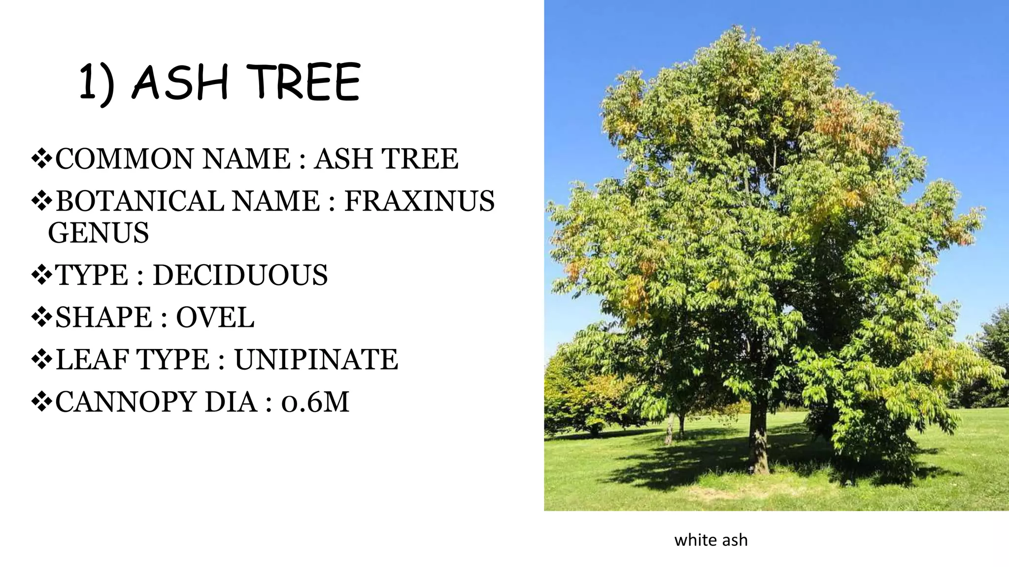 LANDSCAPE INTRODUCTION OF TREES, SHURBS,CLIMBERS AND CREEPS IN INDIA.pptx