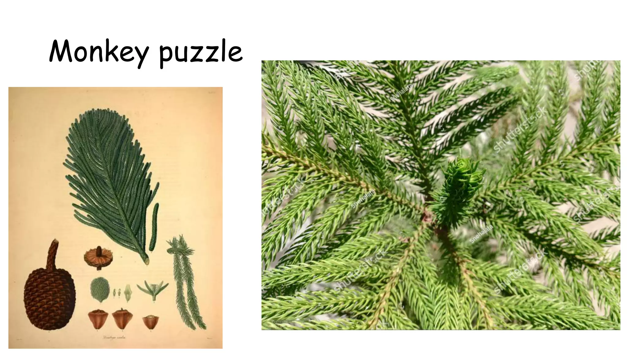 LANDSCAPE INTRODUCTION OF TREES, SHURBS,CLIMBERS AND CREEPS IN INDIA.pptx