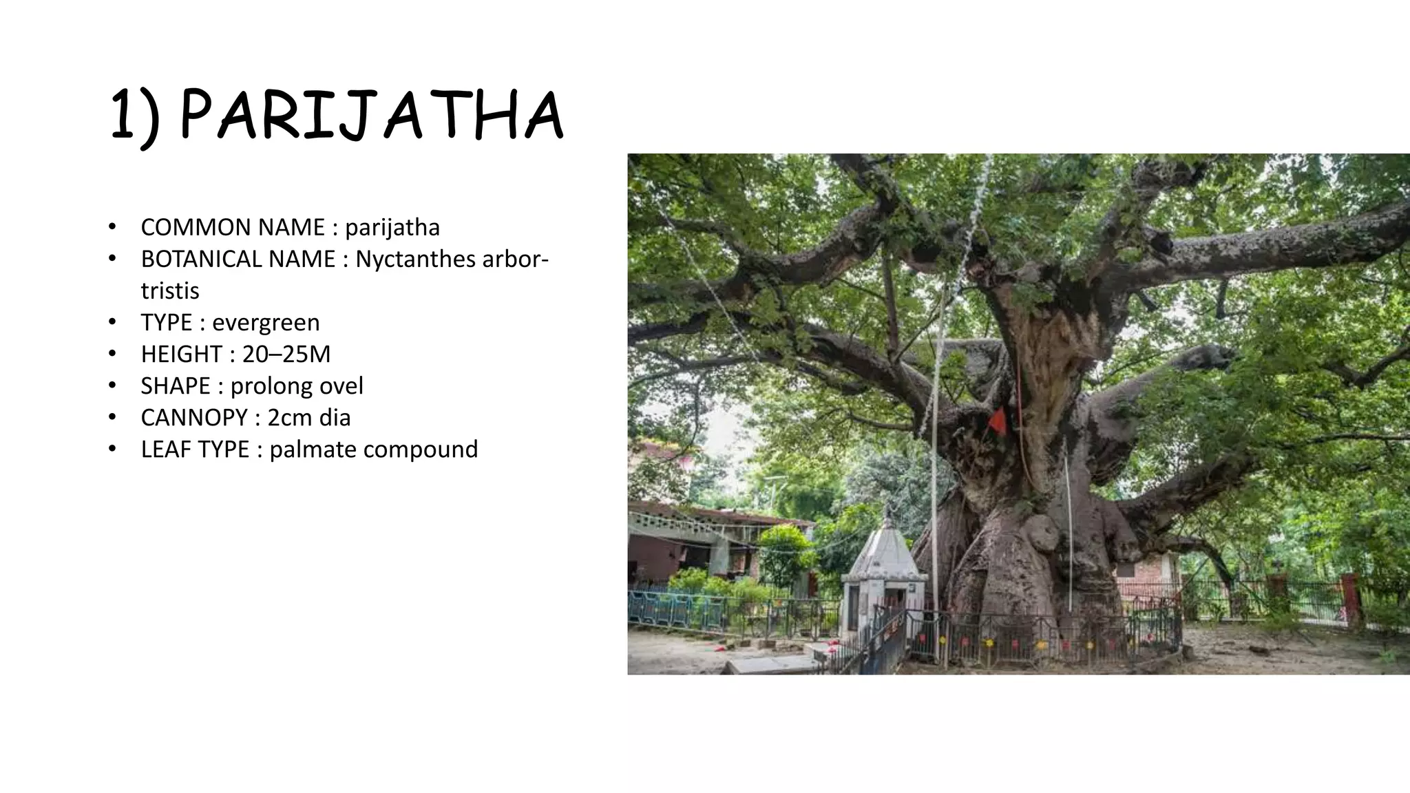 LANDSCAPE INTRODUCTION OF TREES, SHURBS,CLIMBERS AND CREEPS IN INDIA.pptx