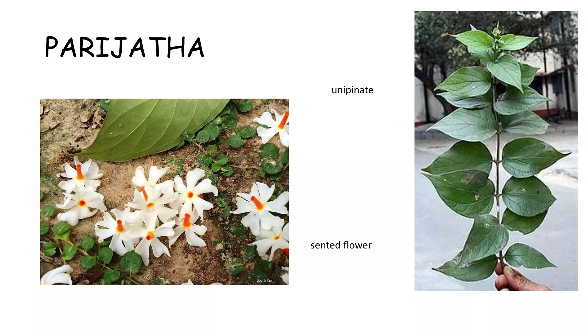 LANDSCAPE INTRODUCTION OF TREES, SHURBS,CLIMBERS AND CREEPS IN INDIA.pptx