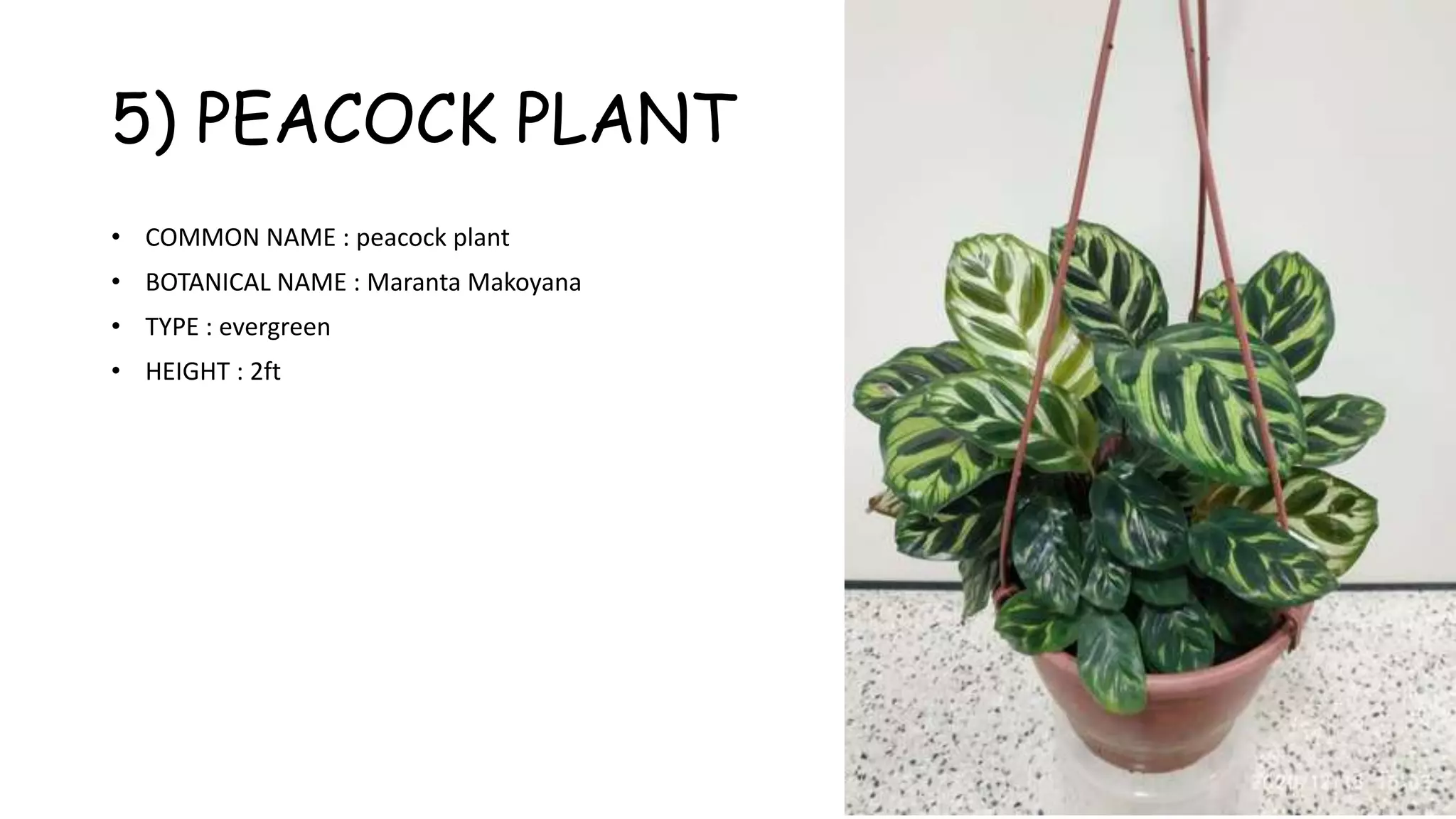 LANDSCAPE INTRODUCTION OF TREES, SHURBS,CLIMBERS AND CREEPS IN INDIA.pptx